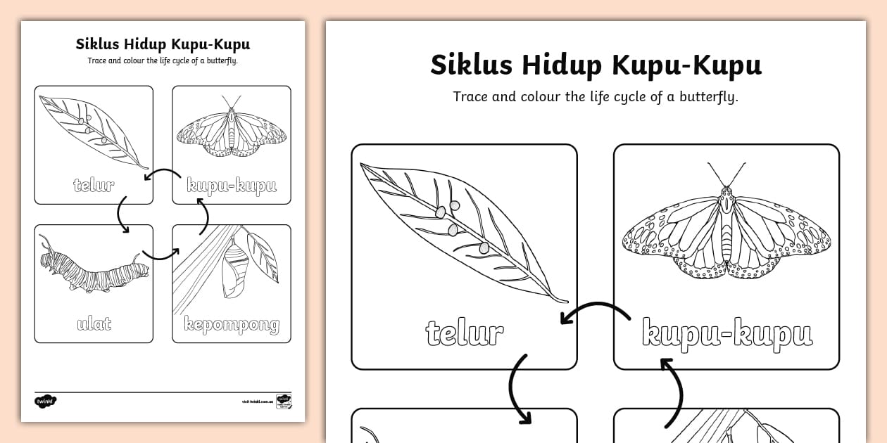 Butterfly Life Cycle Tracing Activity - Indonesian - Twinkl
