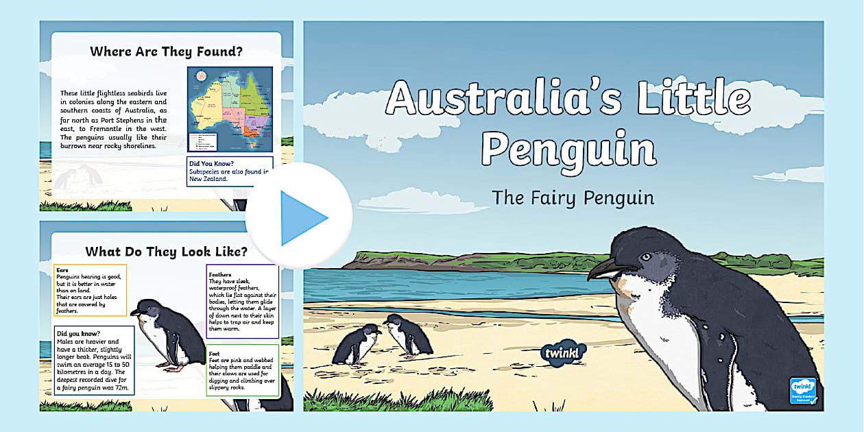 Little Penguins PowerPoint (teacher made) - Twinkl