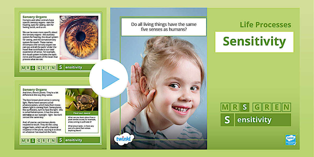 Level 3-4 Life Processes Slideshow - Sensitivity - Twinkl