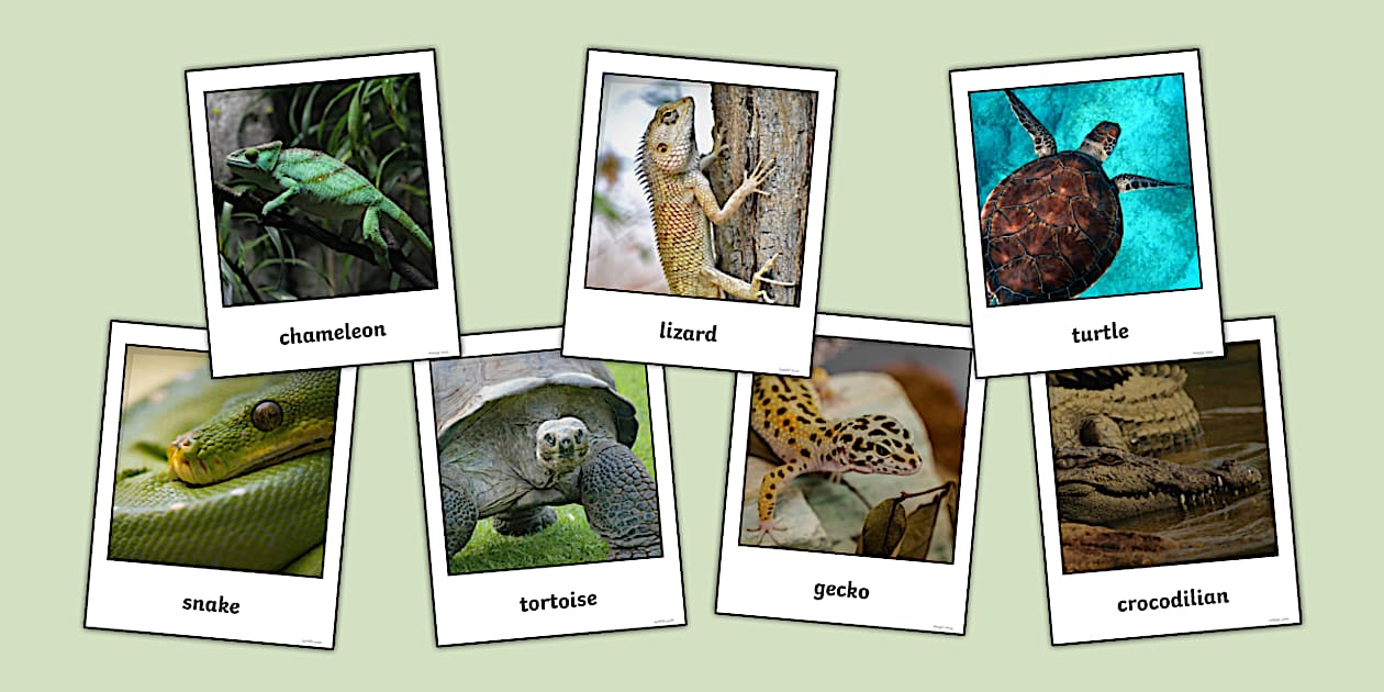 Reptiles Instant Photo Style Display Images - Twinkl