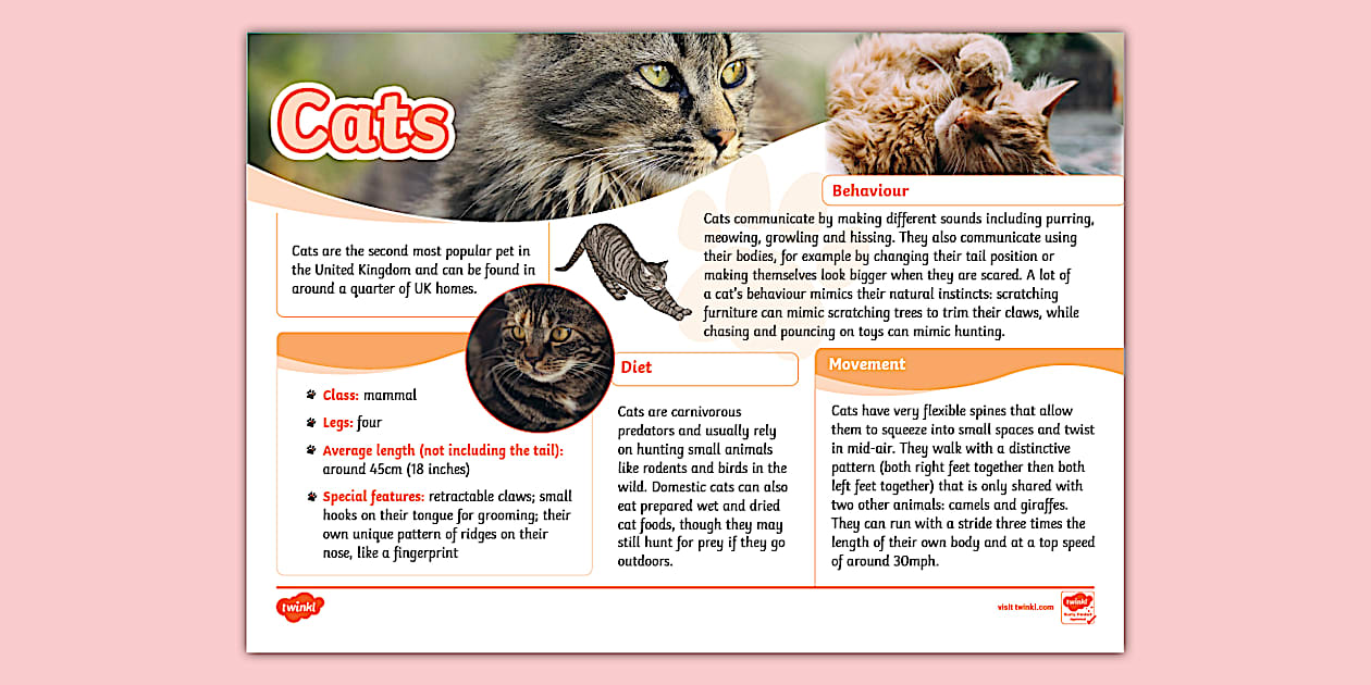 KS2 Cats Fact File - Science - Animals (teacher made)