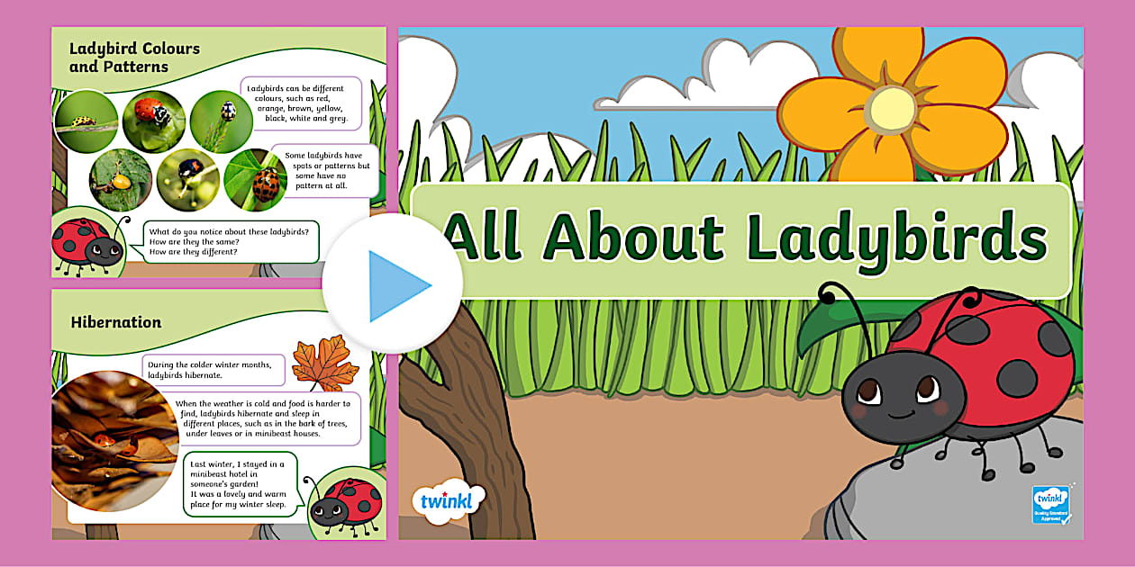 All About Ladybirds Minibeast Facts PowerPoint - Twinkl