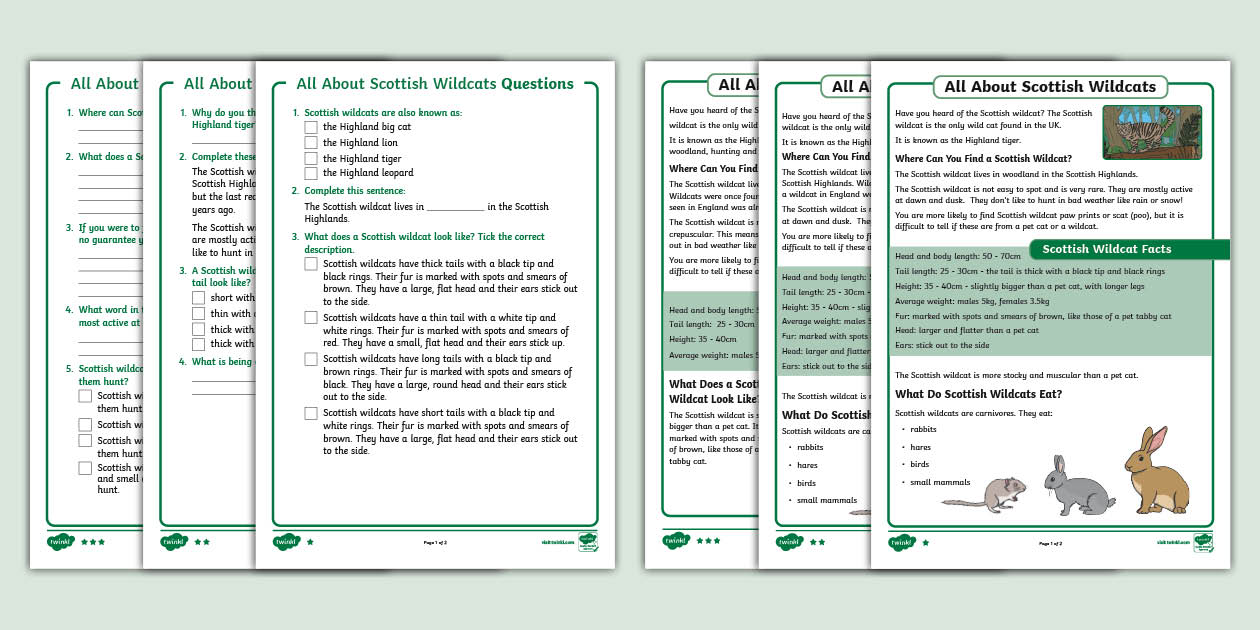 All About Scottish Wildcats Reading Comprehension - Twinkl