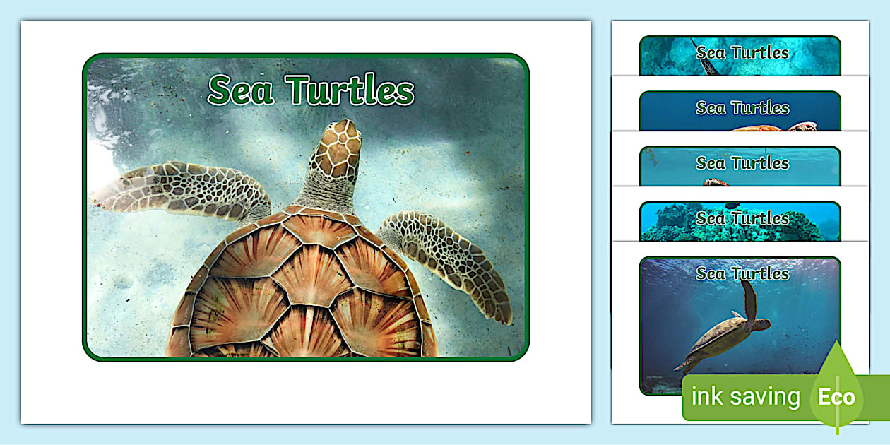 Sea Turtles Photo Pack | Parents Home Teaching Support
