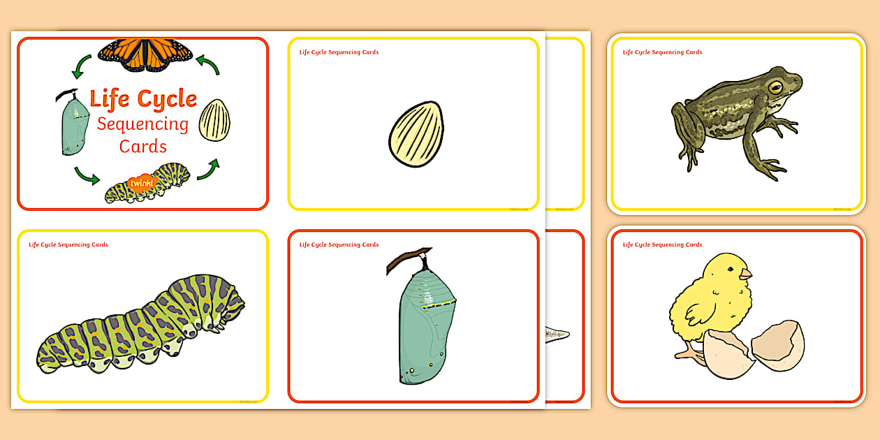 Life Cycles Sequencing Cards (teacher made) - Twinkl