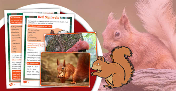 Red Squirrel Appreciation Day - Twinkl