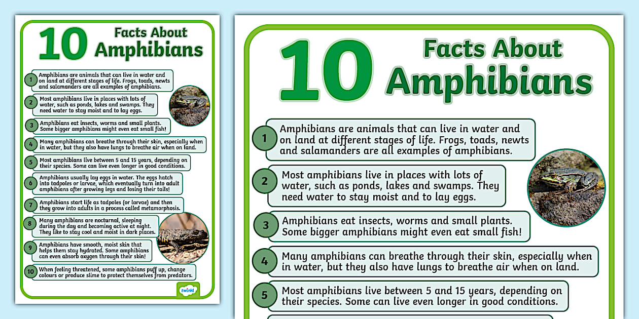 10 Facts About Amphibians Display Poster (teacher made)