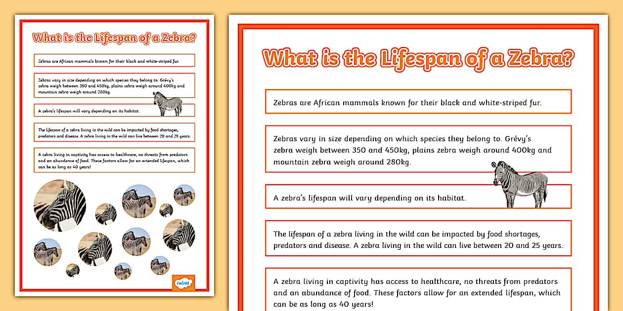 Zebra Lifespan Display Poster (Teacher-Made) - Twinkl