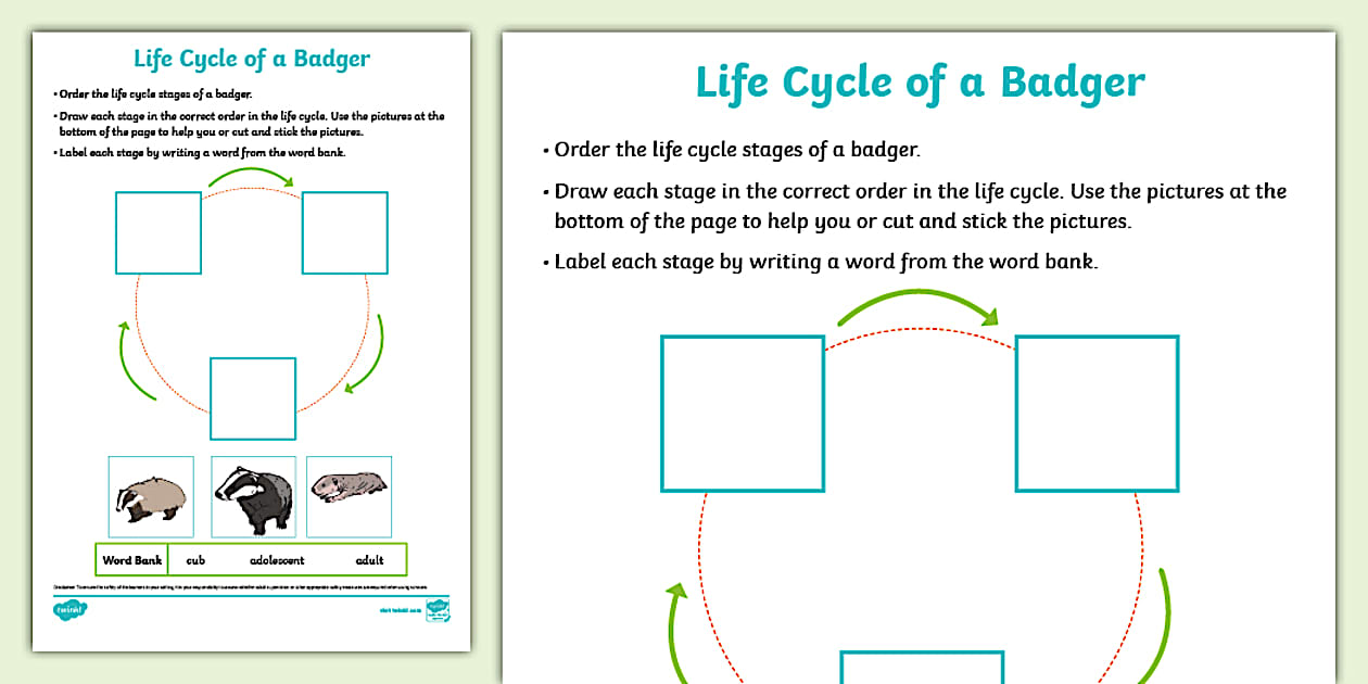 Life Cycle of a Badger Activity Sheet - Twinkl - KS1
