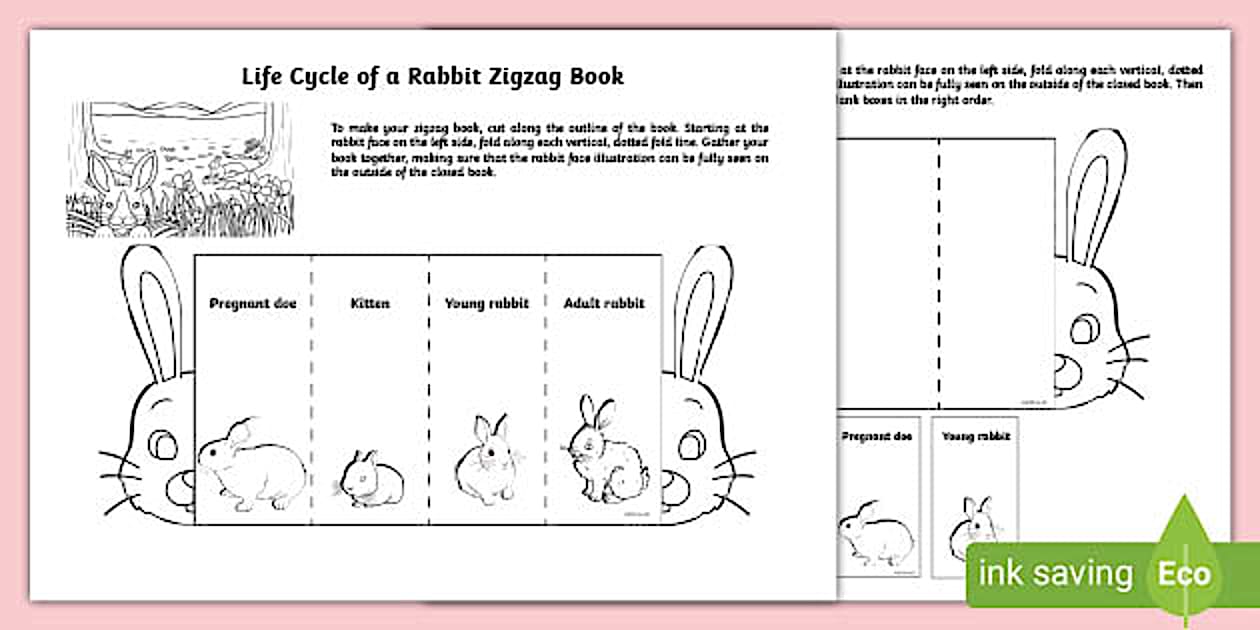 Life Cycle of a Rabbit Zigzag Book (teacher made) - Twinkl