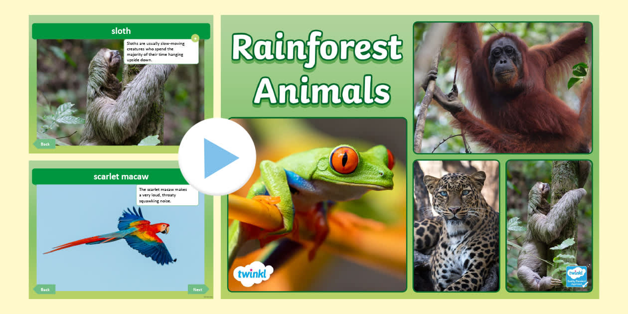 Rainforest Animals Photo Powerpoint (teacher made) - Twinkl
