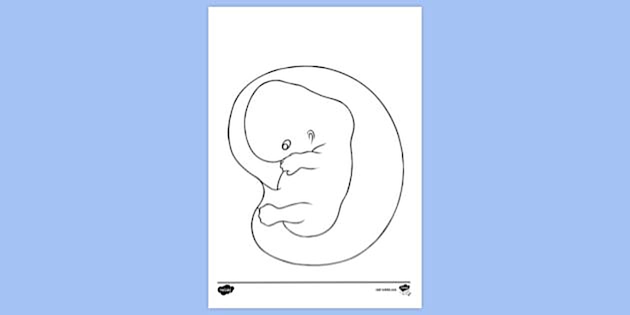 9 Week Embryo Colouring Sheet | Colouring Sheets - Twinkl