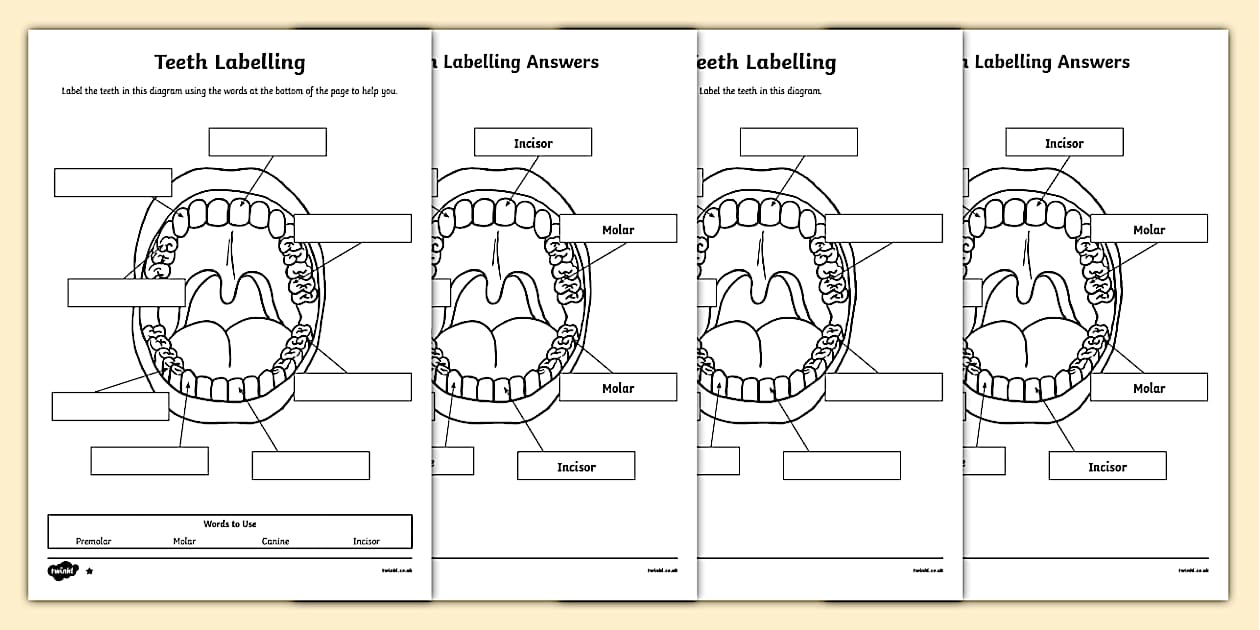 Teeth Labeling Worksheet