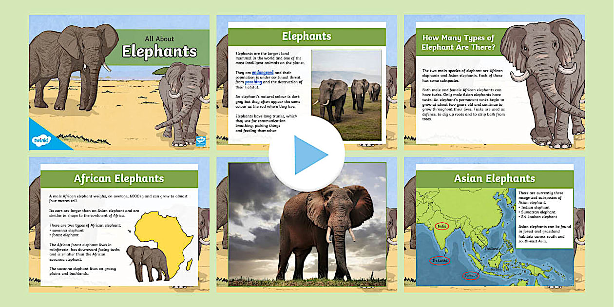 All About Elephants - PowerPoint (teacher made) - Twinkl