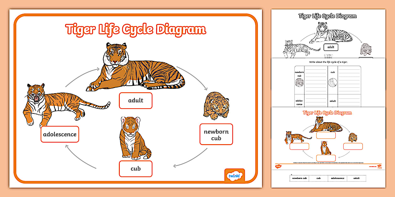 Life Cycle of a Tiger Diagram Activity Pack (teacher made)