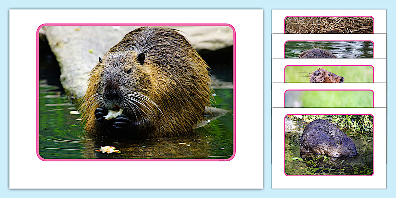 Picture of Beavers Photo Pack (teacher made) - Twinkl