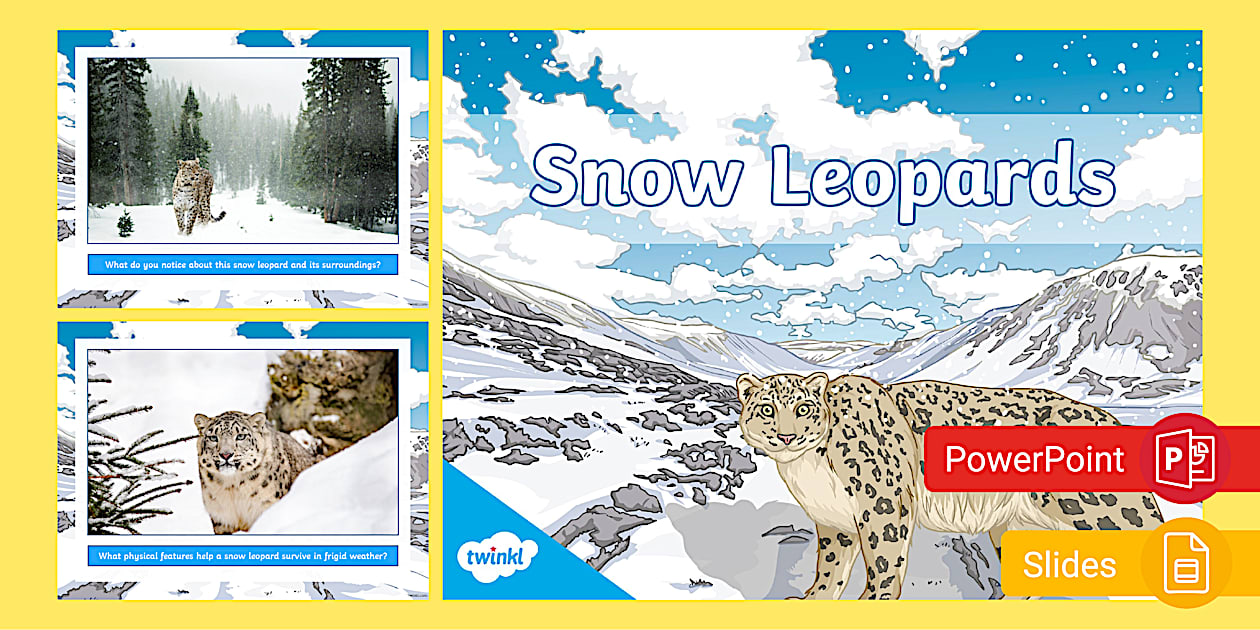 Snow Leopards Photo Slide Show | PPT & Google Slides | Twinkl