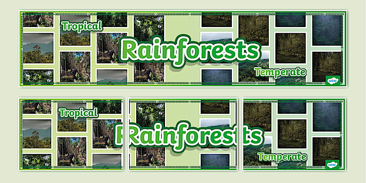 Types of Rainforests Photo Display Banner (Teacher-Made)