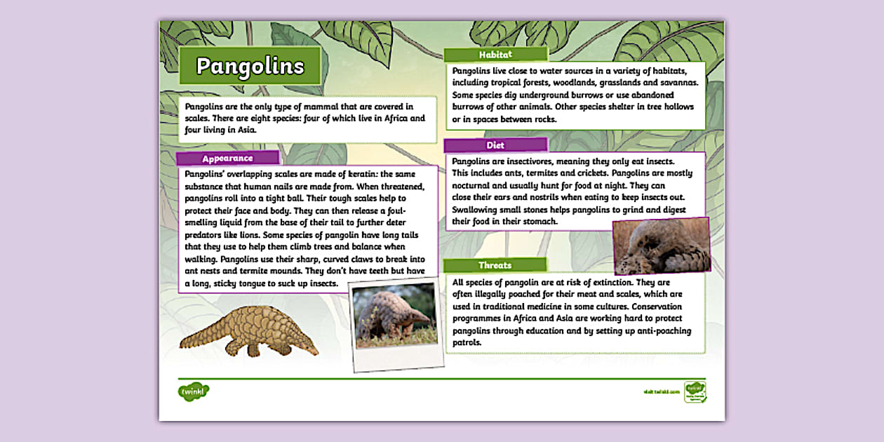 KS2 Pangolins Fact File (Teacher-Made) - Twinkl