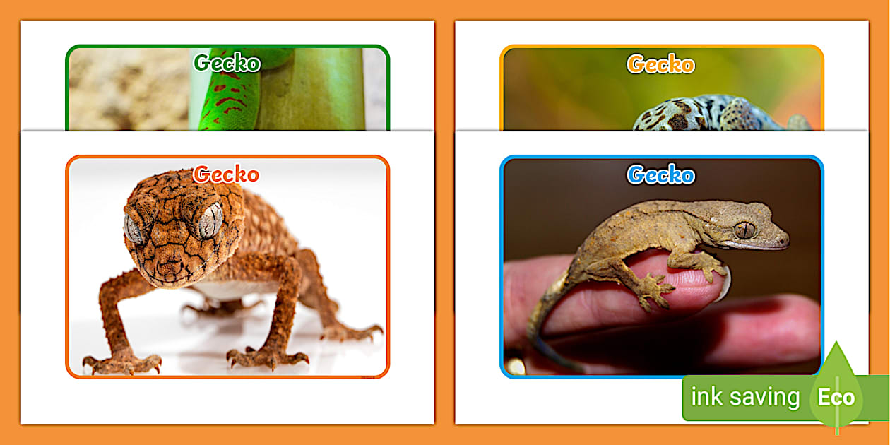 Gecko Photo Pack (teacher made) - Twinkl
