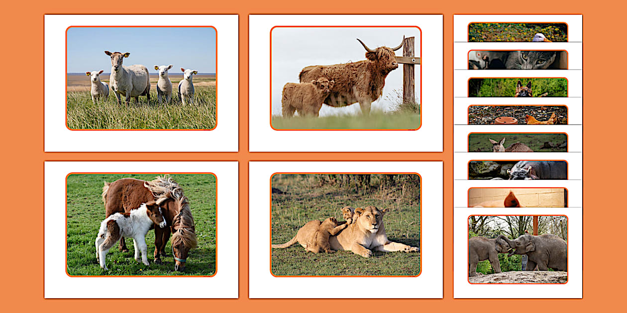 Animals and Their Offspring Photo Pack (Teacher-Made)