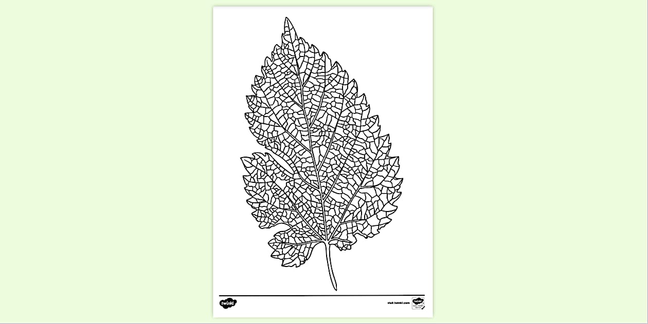 Printable Leaf Colouring Page | Colouring Sheets - Twinkl
