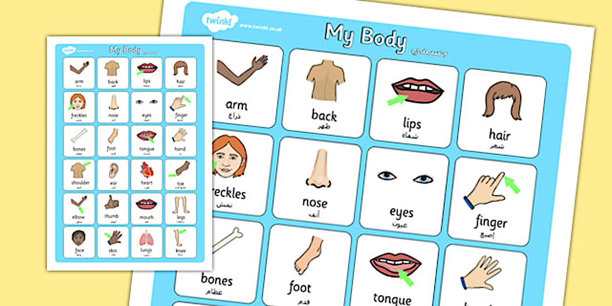 My Body Vocabulary Poster Arabic Translation - Twinkl