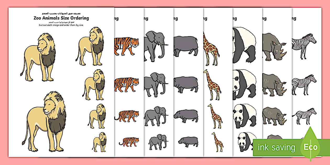 Zoo Animals Size Ordering Arabic - Arabic/English - - Twinkl