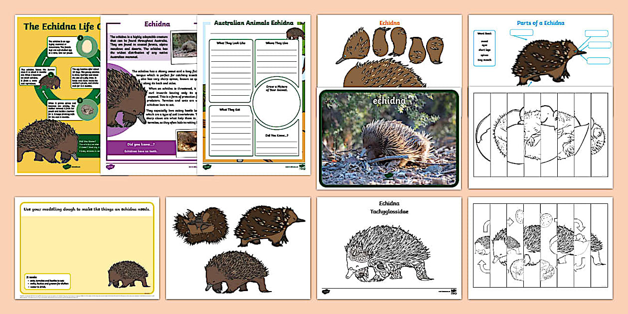 Australian Animals Echidna Resource Pack (teacher made)