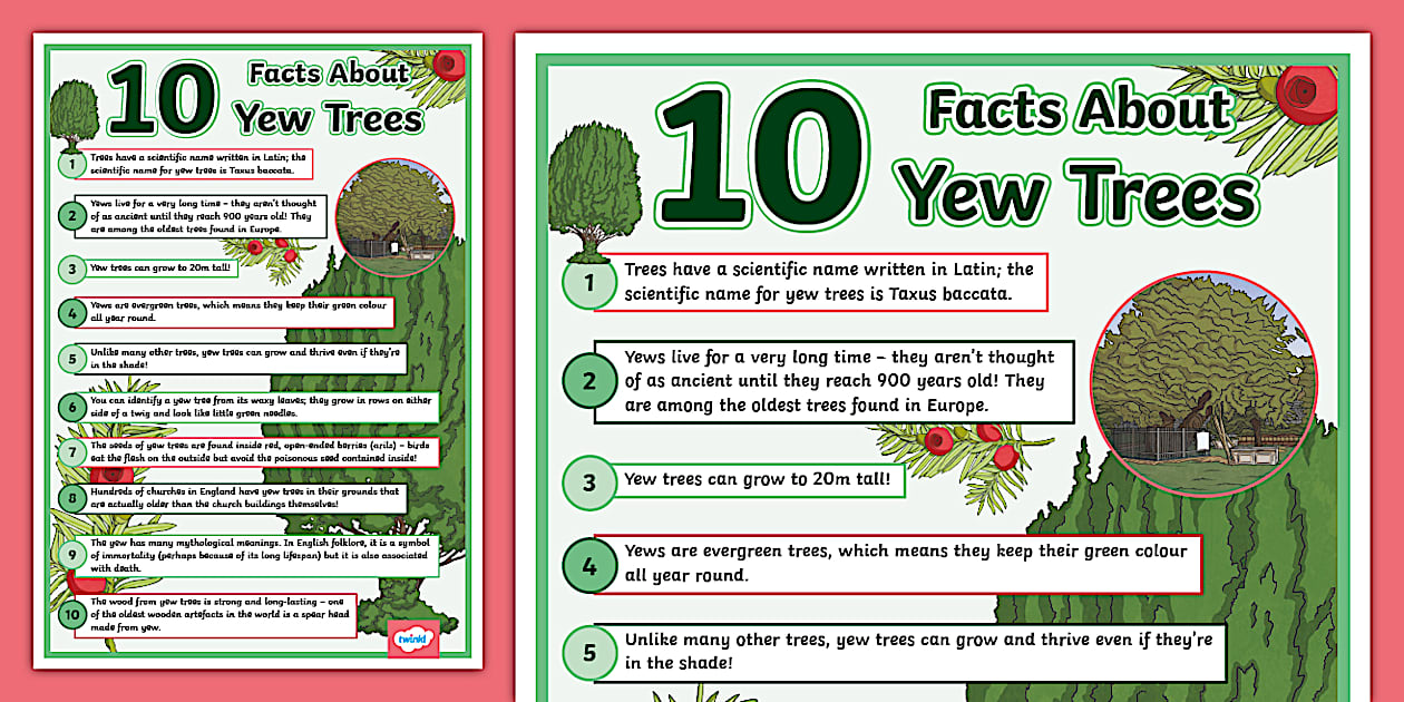 10 Facts about Yew Trees Display Poster (Teacher-Made)