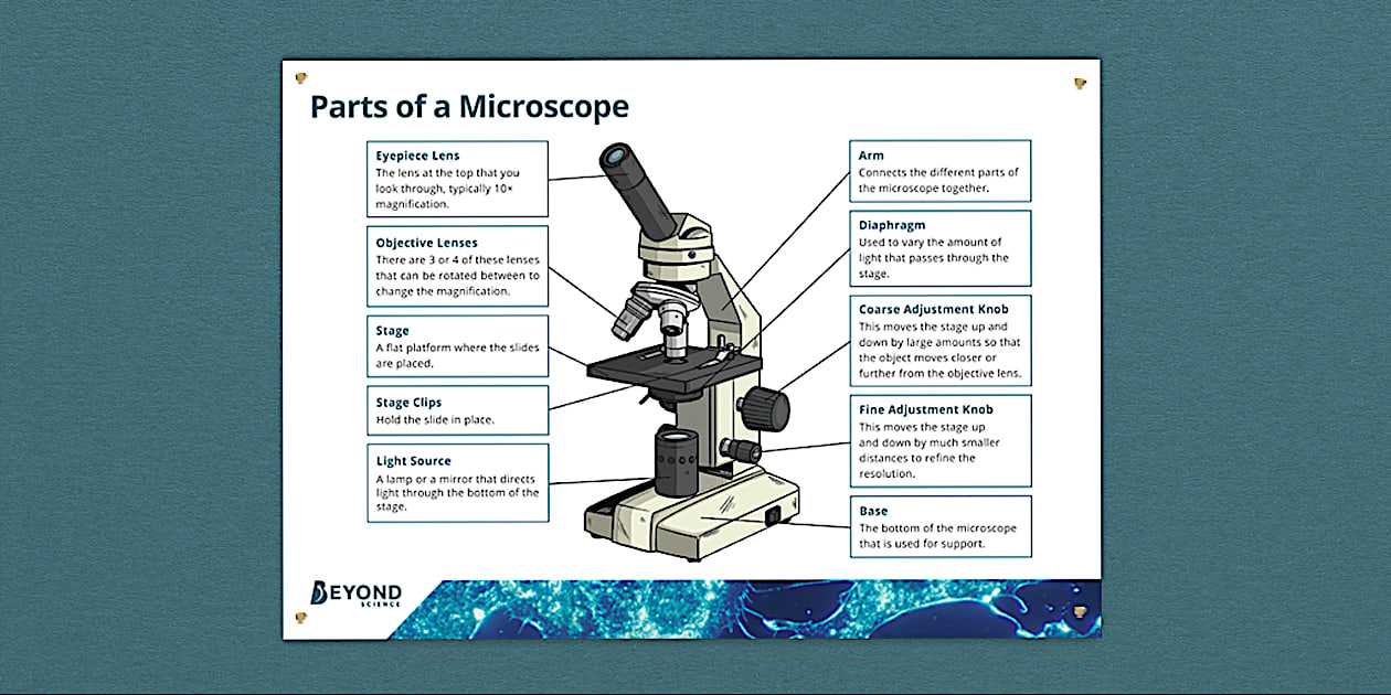 Parts of a Microscope Display Poster | Science| Beyond