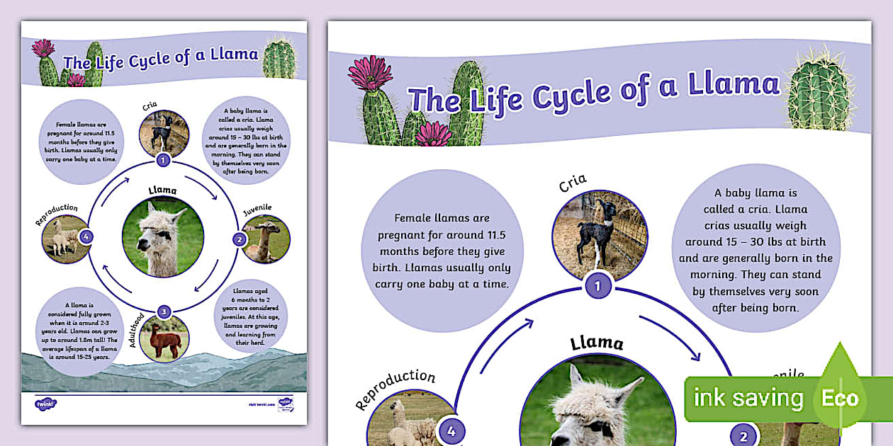 Life Cycle of a Llama Display Poster (teacher made) - Twinkl