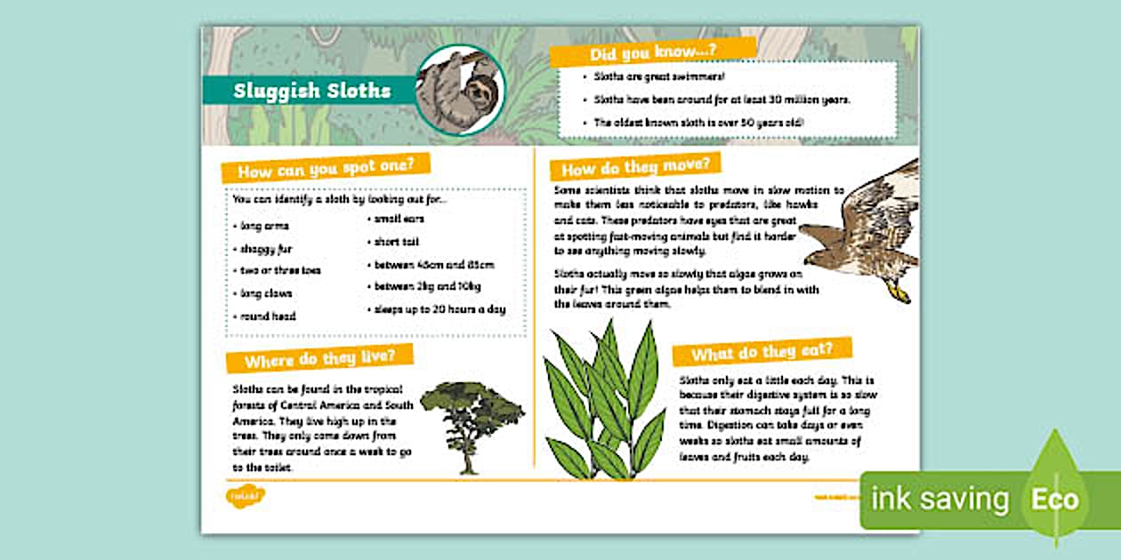 KS1 Sloths Fact File | Animals and Wildlife (Teacher-Made)