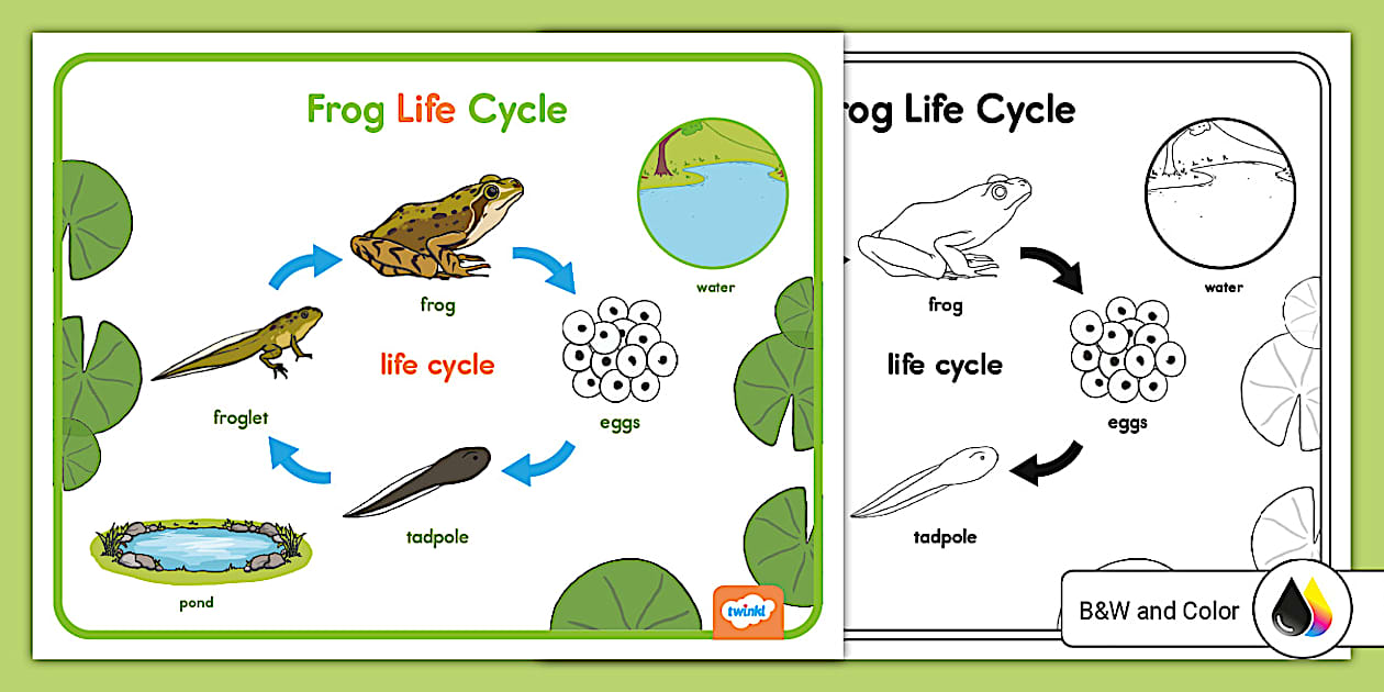 Frog Life Cycle Word Mat (teacher made) - Twinkl