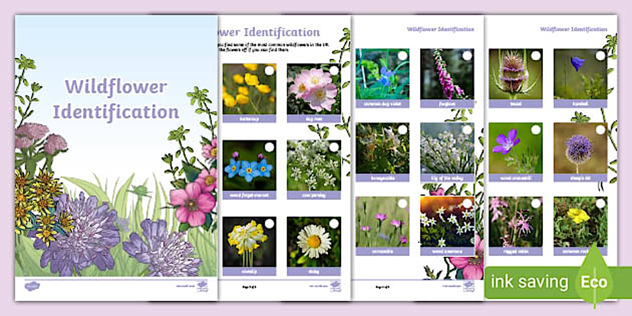 Wildflower Identification Booklet - Science - KS2 - Twinkl