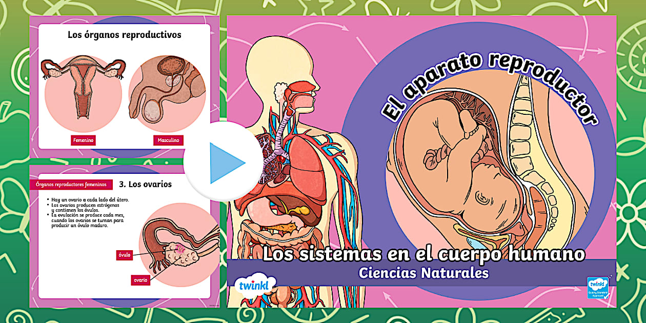 Presentación: El aparato reproductor (teacher made)