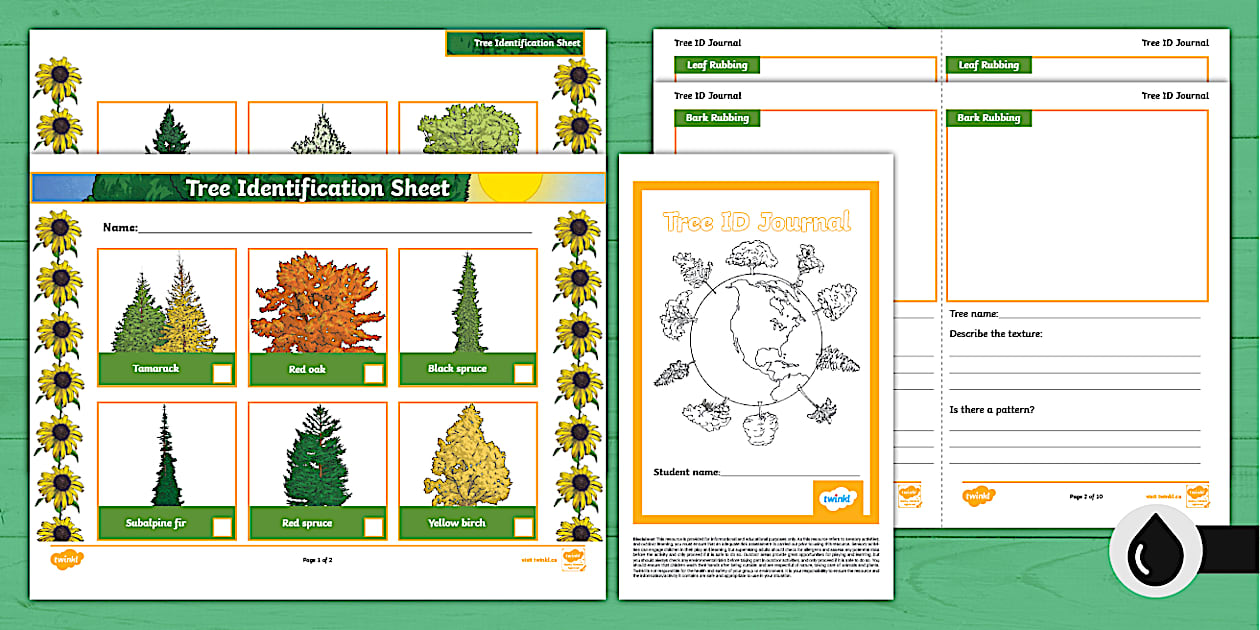 Outdoor Tree Activities - Explore Nature and Learn - Twinkl