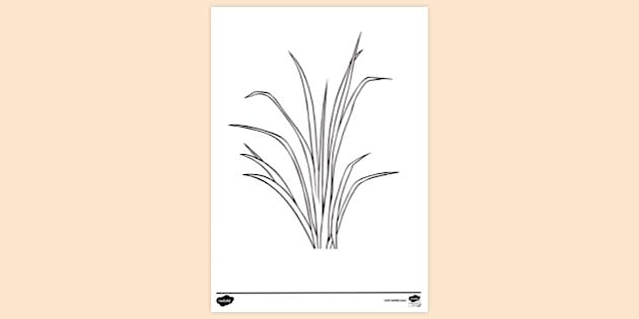 Blade of Grass Colouring | Colouring Sheet (teacher made)