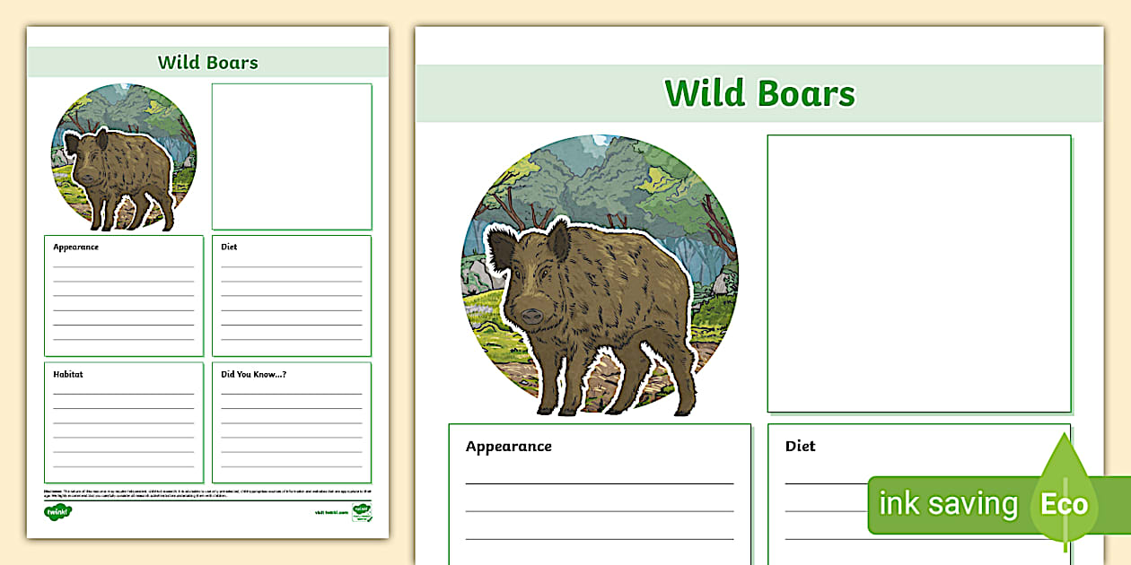 Wild Boars Fact File Template (teacher made) - Twinkl
