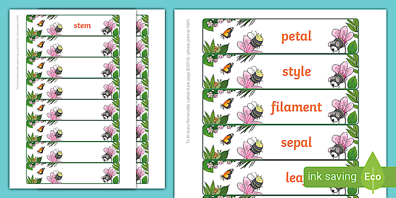 Parts of a Flower Label (teacher made) - Twinkl