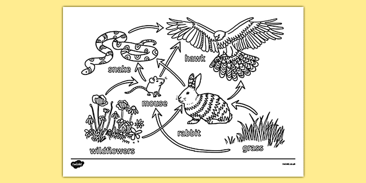 KS3 Science Revision Colouring Food Web (teacher made)