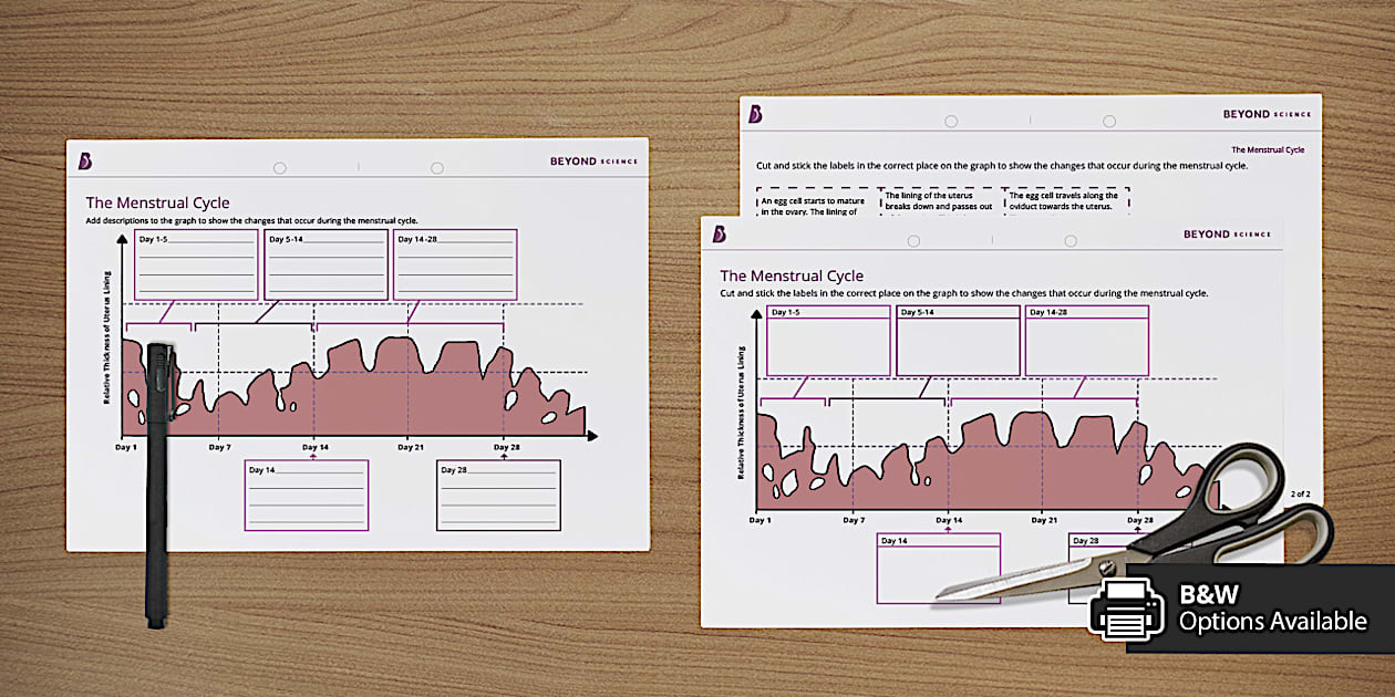KS3 Menstrual Cycle Graph Worksheet (teacher made) - Twinkl