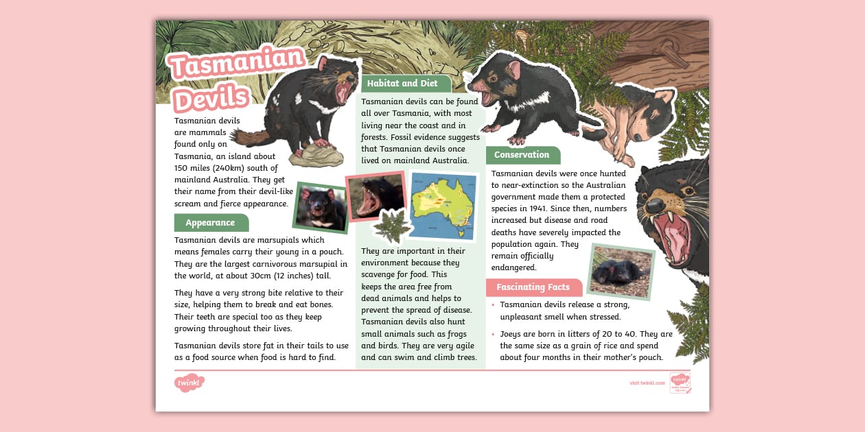 KS2 Tasmanian Devil Fact File (teacher made) - Twinkl