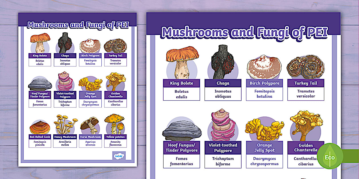 Mushrooms and Fungi of Prince Edward Island Poster - Twinkl
