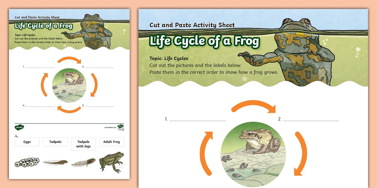 Frog Life Cycle Worksheet Cut And Paste - Twinkl ZA - Twinkl