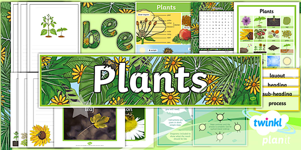 Plants: Jack and the Beanstalk Y3 Display Pack - Twinkl