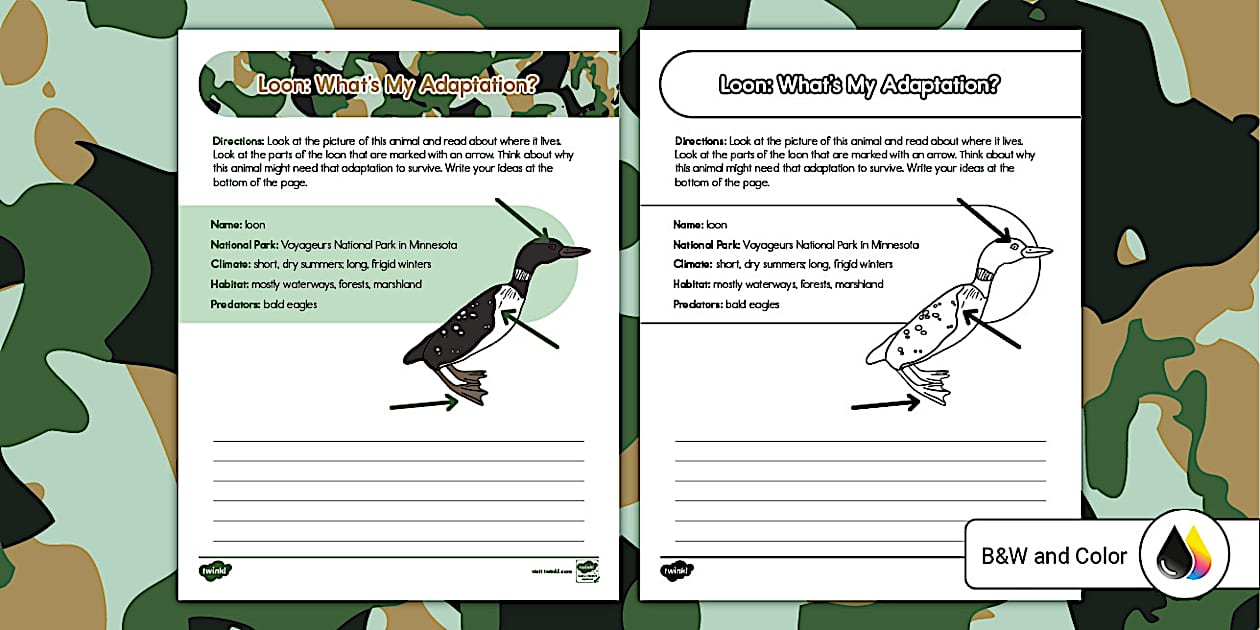 Common Loons Adaptations Worksheet Sheet | Twinkl USA