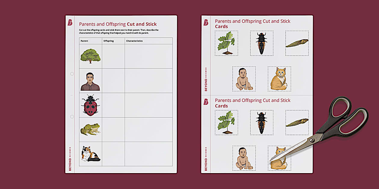 Parents and Offspring Cut and Stick | KS3 Biology | Beyond
