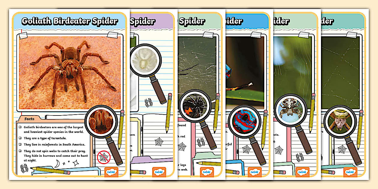 Spider Species Display Posters - KS1 (teacher made) - Twinkl
