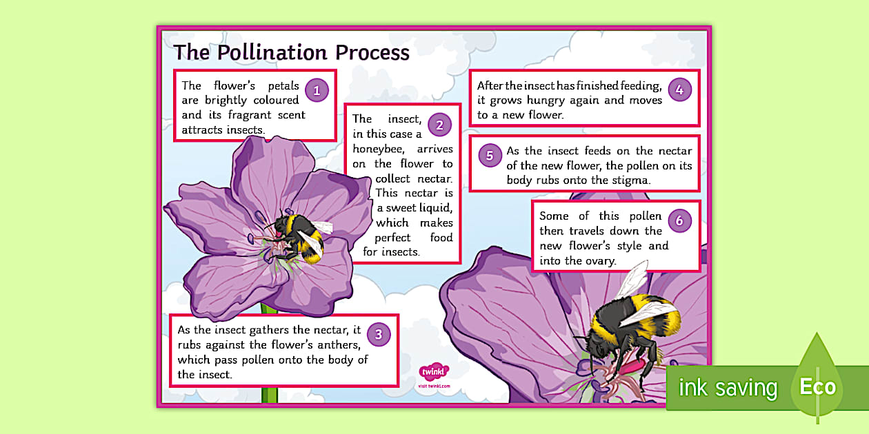 Pollination Information Poster (profesor hizo) - Twinkl
